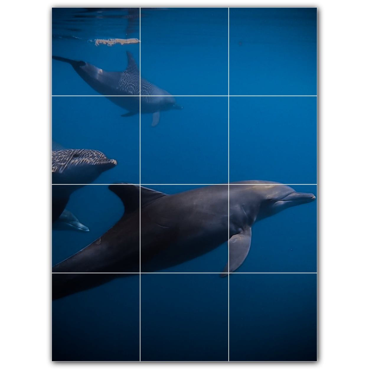 Picture-Tiles.com: Dolphin Ceramic Tile Wall Mural WAL500499-34XL. 36"W ...