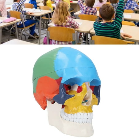 Human Colored Skull Model, 3-Part Anatomical Skull Model, Detachable ...
