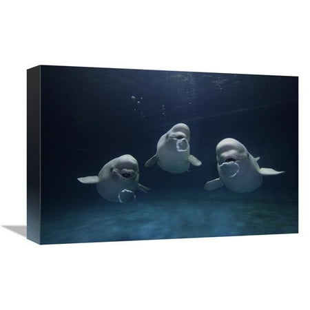 12 x 18 in. Beluga Whale Trio Blowing Toroidal Bubble Rings, Shimane ...