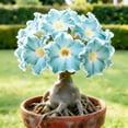 Rare Desert Rose —(Non-Artificial)--10 color options-- Low-Maintenance ...