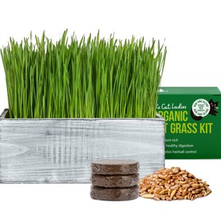 Cat A'Bout Cat Grass Plus, 150 Gram Tub - Walmart.com
