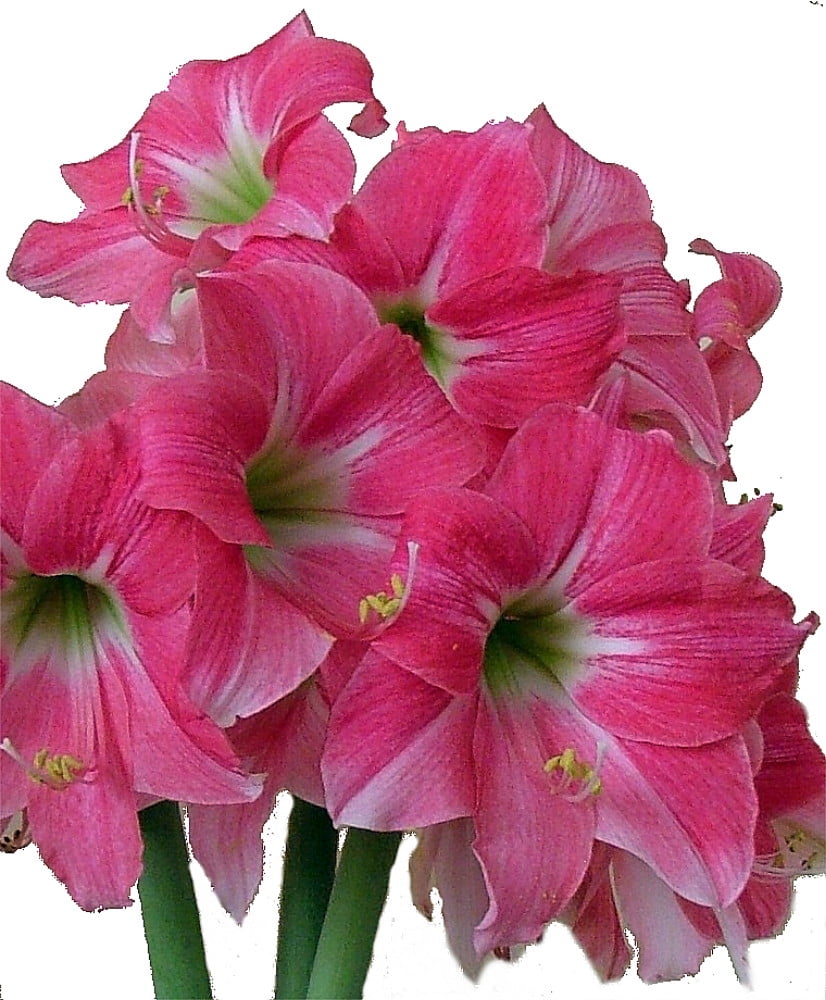 Neon Rose Amaryllis Bulb - Exotic - 26/+ cm - Walmart.com
