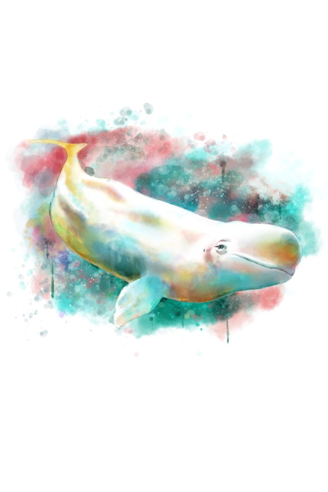 Beluga Whale, Watercolor (16x24 Giclee Gallery Art Print, Vivid ...
