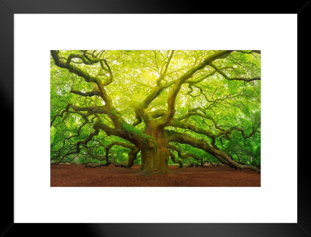 Angel Oak Tree Canopy Charleston South Carolina Photo Art Print Matted ...