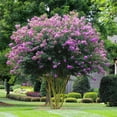 Crape Myrtle Muskogee – live starter plants less than 12 inches tall ...