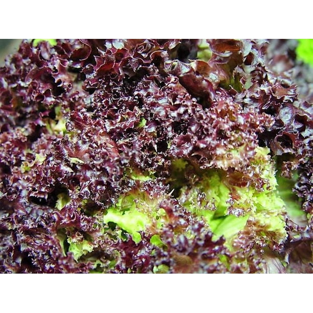 3000 RUBY LEAF LETTUCE Red Loose Leaf Heirloom Lactuca Sativa Vegetable ...