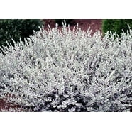 Gold Weeping Curly Willow Tree Cutting - Rarest of All Willows - Grow ...