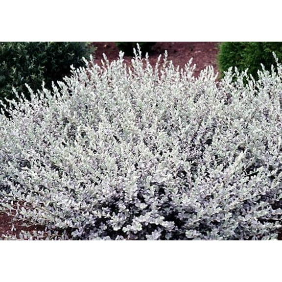 Creeping Silver Willow Bush Cutting to Grow - Low Growing Bush with ...