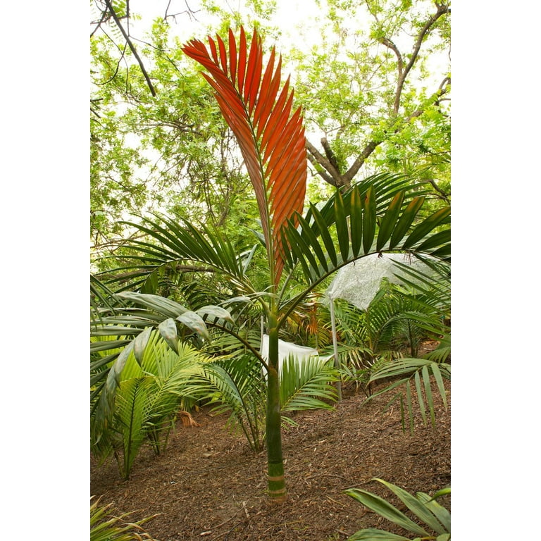 Flamethrower Palm