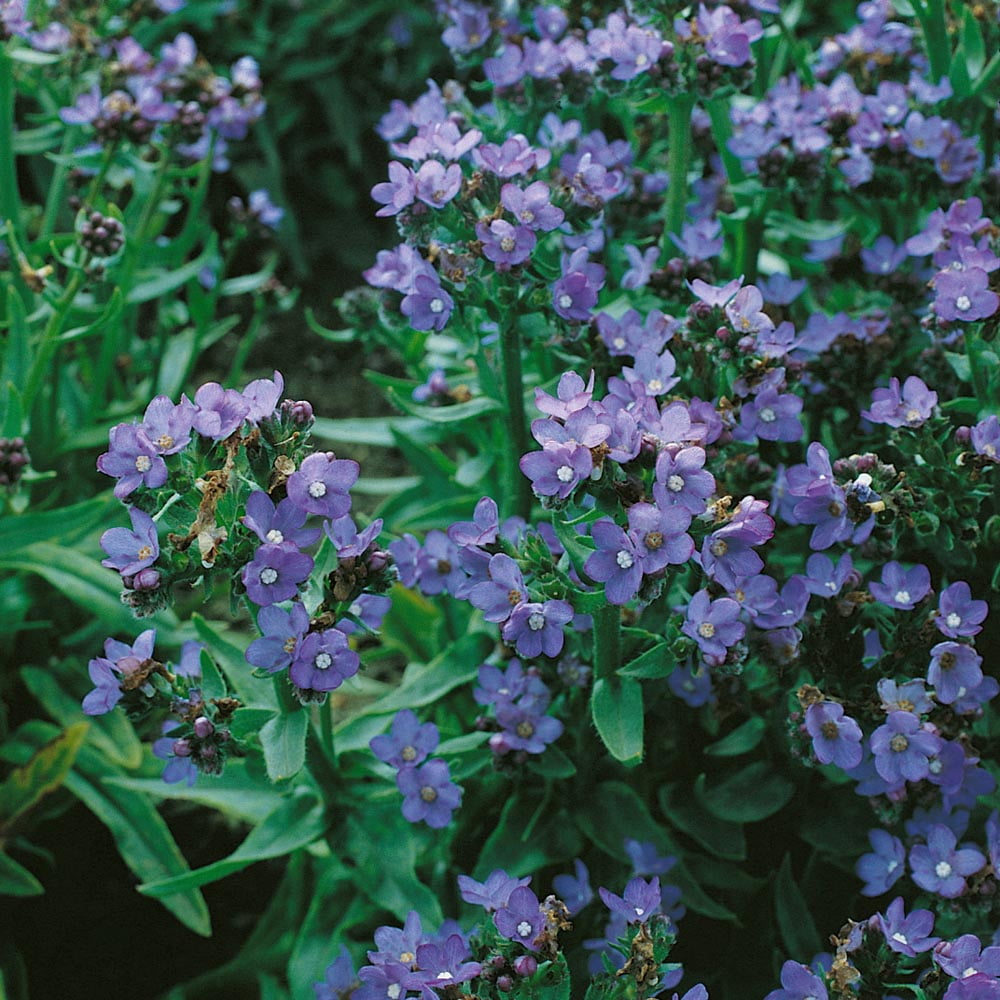 Outsidepride Bugloss Anchusa Capensis Flower Seed - 2000 Seeds ...