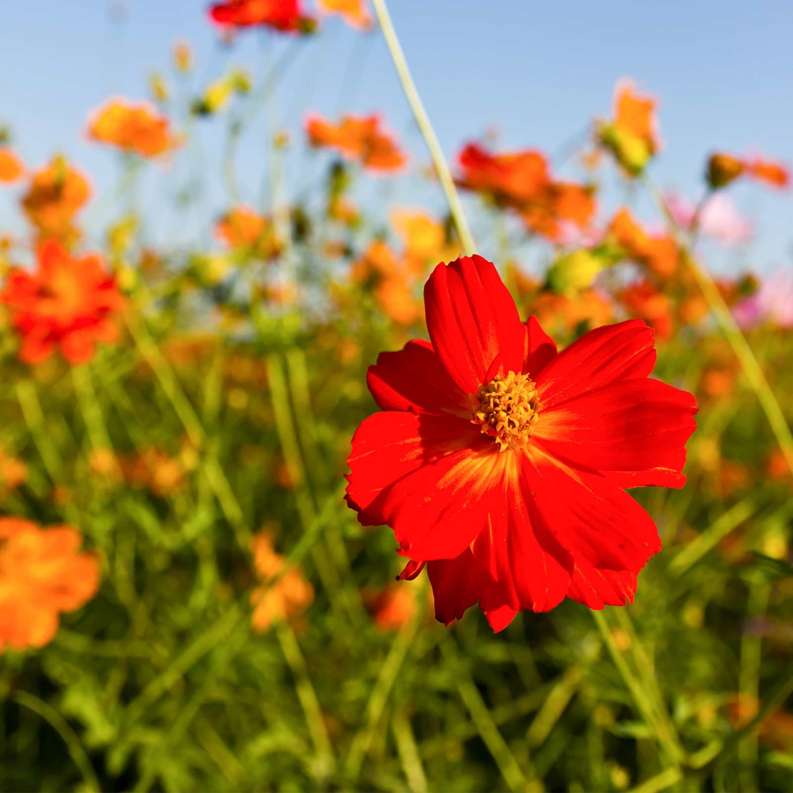 Sunny Series Cosmos Flower Seeds - Red - 500 Seeds - Annual Flower ...