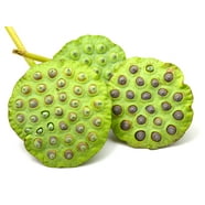 Giant Sunflower Kit - Hundreds of Jumbo Sun Flower Seeds for Planting ...