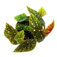 Harmony's Eric Seel Angel Wing, 6 inch Cane Begonia Green White ...