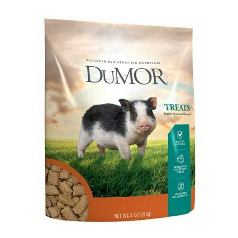 Mini Pig