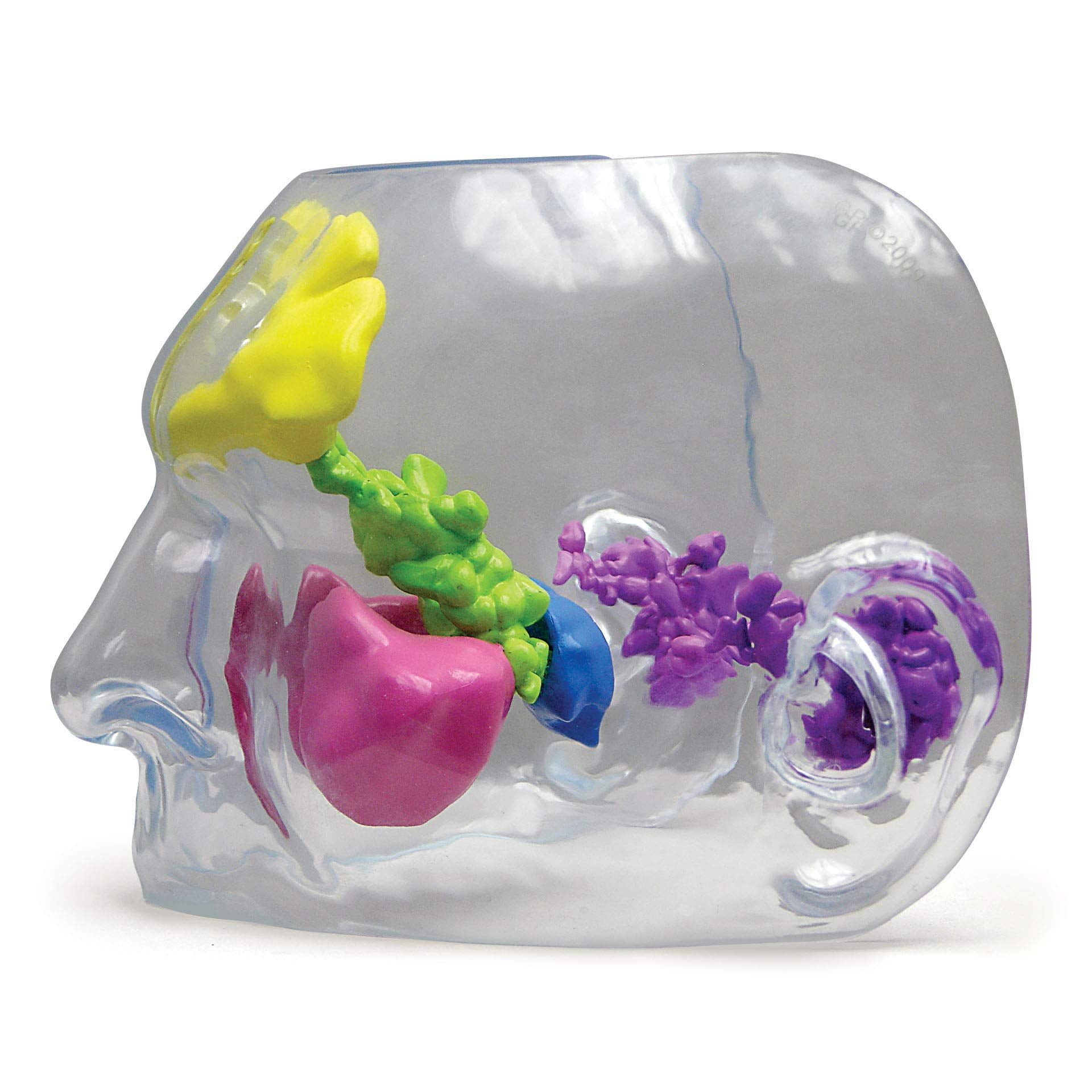 GPI Anatomicals - Clear Sinus Model, Replica for Human Anatomy and ...