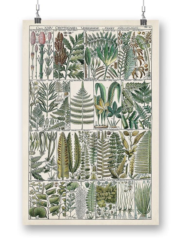 Fern Chart Poster - Vision Studio Designs, - Walmart.com