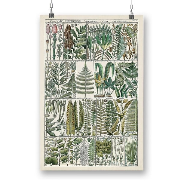 Fern Chart Poster - Vision Studio Designs, - Walmart.com