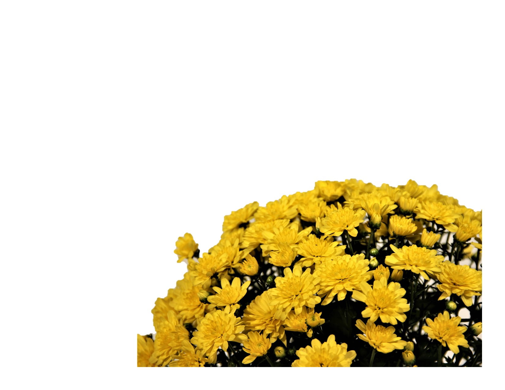 EG 3QT Yellow Garden Mum Full Sun Live Plants (2 Pack) with Grower Pots ...