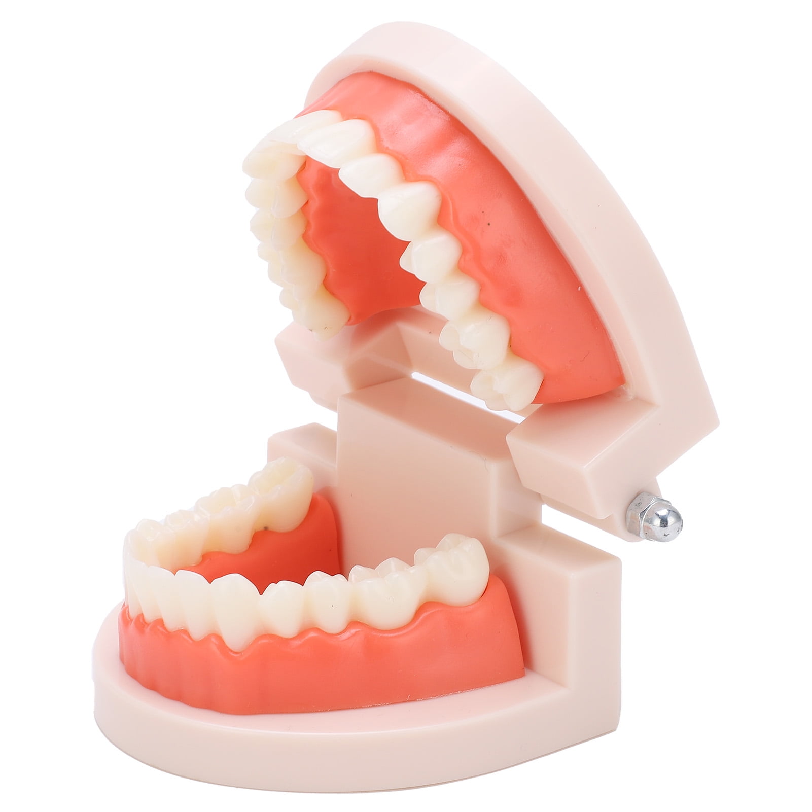 Modelo de dientes, modelo de dientes pequeños Modelo de dentadura ...