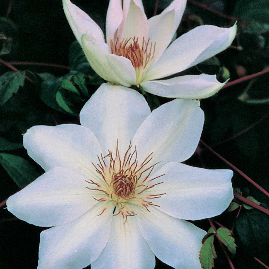 Buy Henryi Clematis Vine - Pure White - 2.5 Pot Online at Lowest Price ...