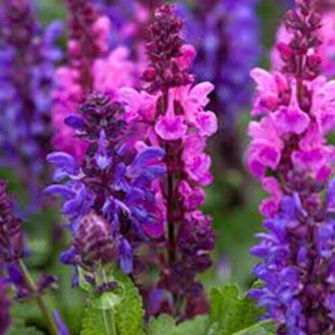 50 Blue Queen Salvia Seeds for Planting, Butterfly, Hummingbird, and ...