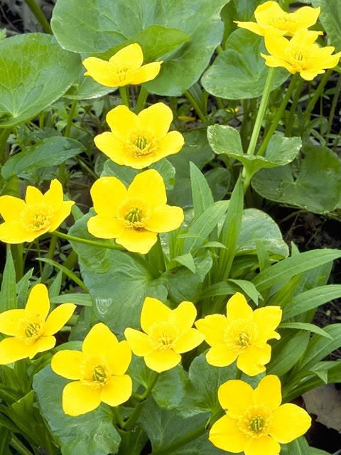 200 Yellow SWAMP MARIGOLD Bidens Aristosa Mutica Flower Seeds - Walmart.com