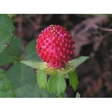 Yellow Wonder Alpine Strawberry 10 Seeds - Walmart.com