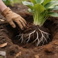 Butterfly Flower Hostas for Planting-(Non-Artificial)-Bloom Year After ...