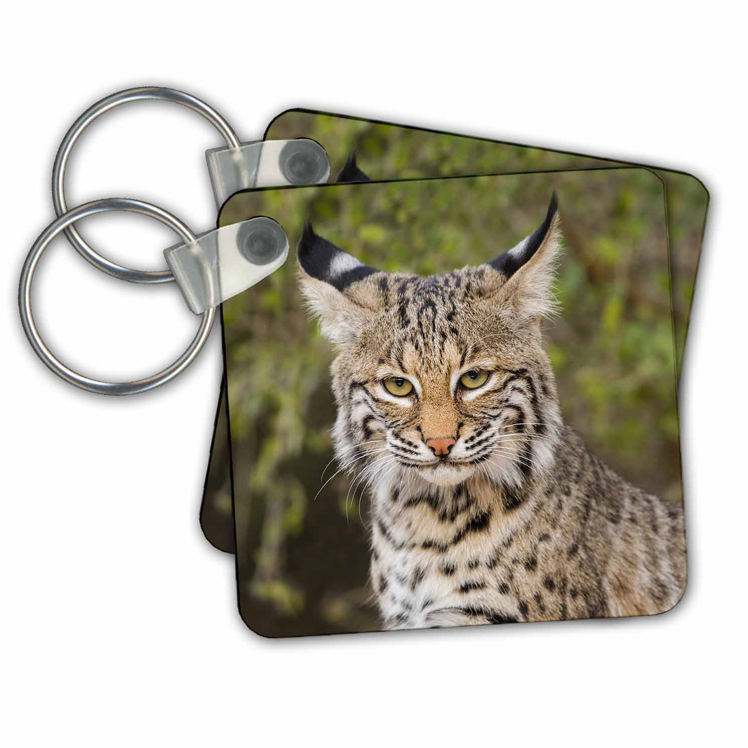 3dRose, Bobcat, Lynx Rufus, portrait., set of 2 Key Chains - Walmart.com