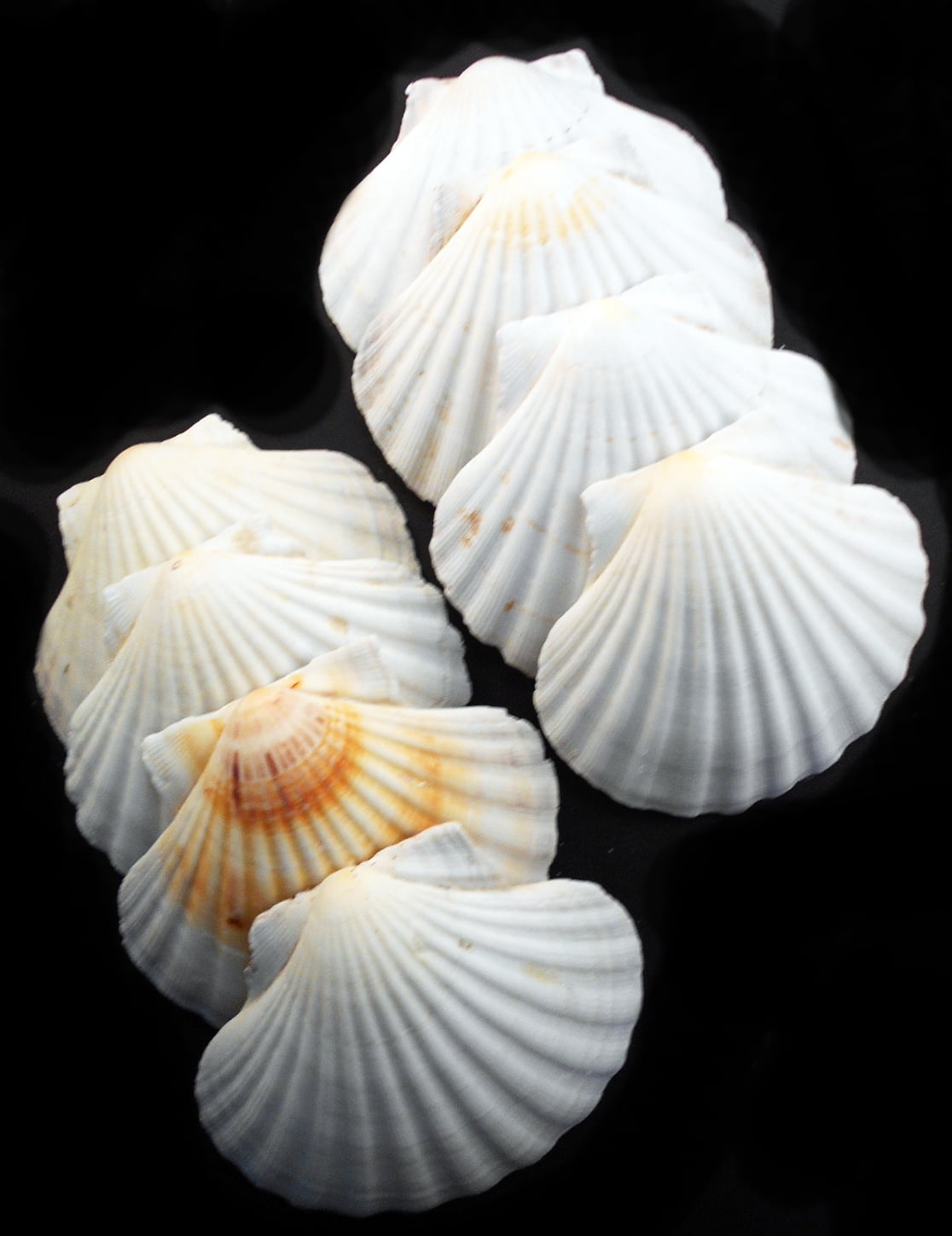 Set of 12 Real Baking Scallop Shells (3 1/2"-3 7/8") for Cooking ...