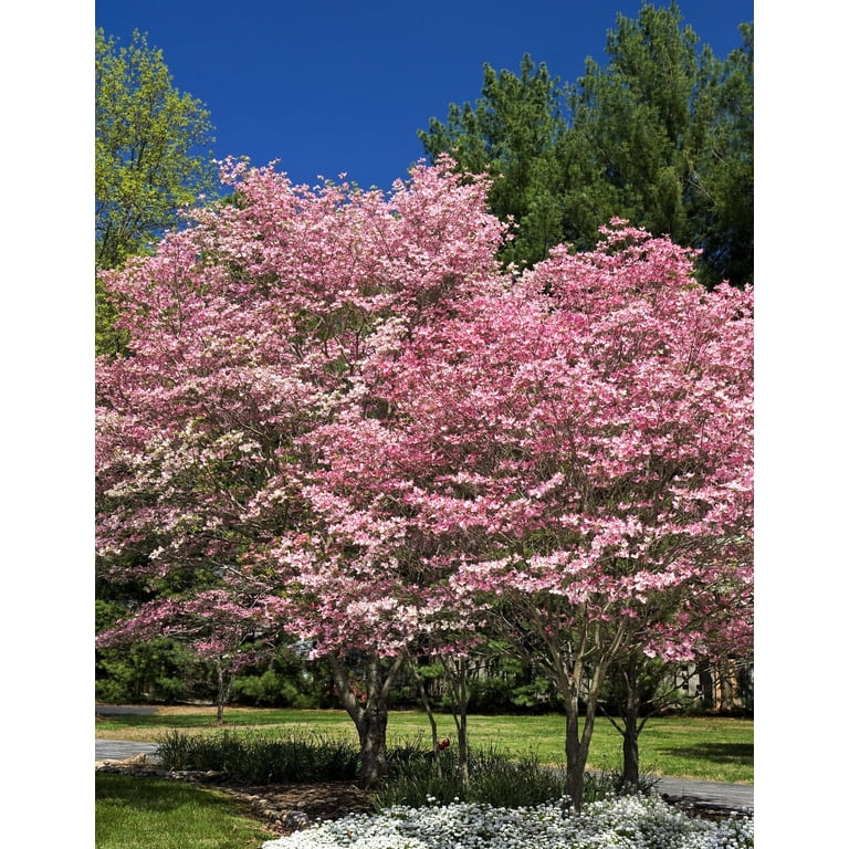 Dogwood Tree Seed