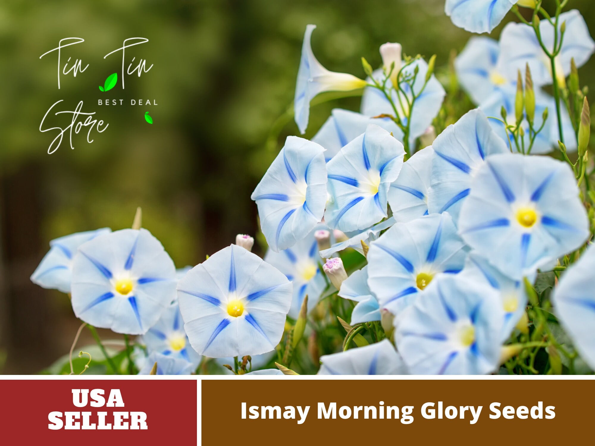 30+ Rare Seeds-Ismay Morning Glory Seeds #F010- Authentic Seeds-Flowers ...