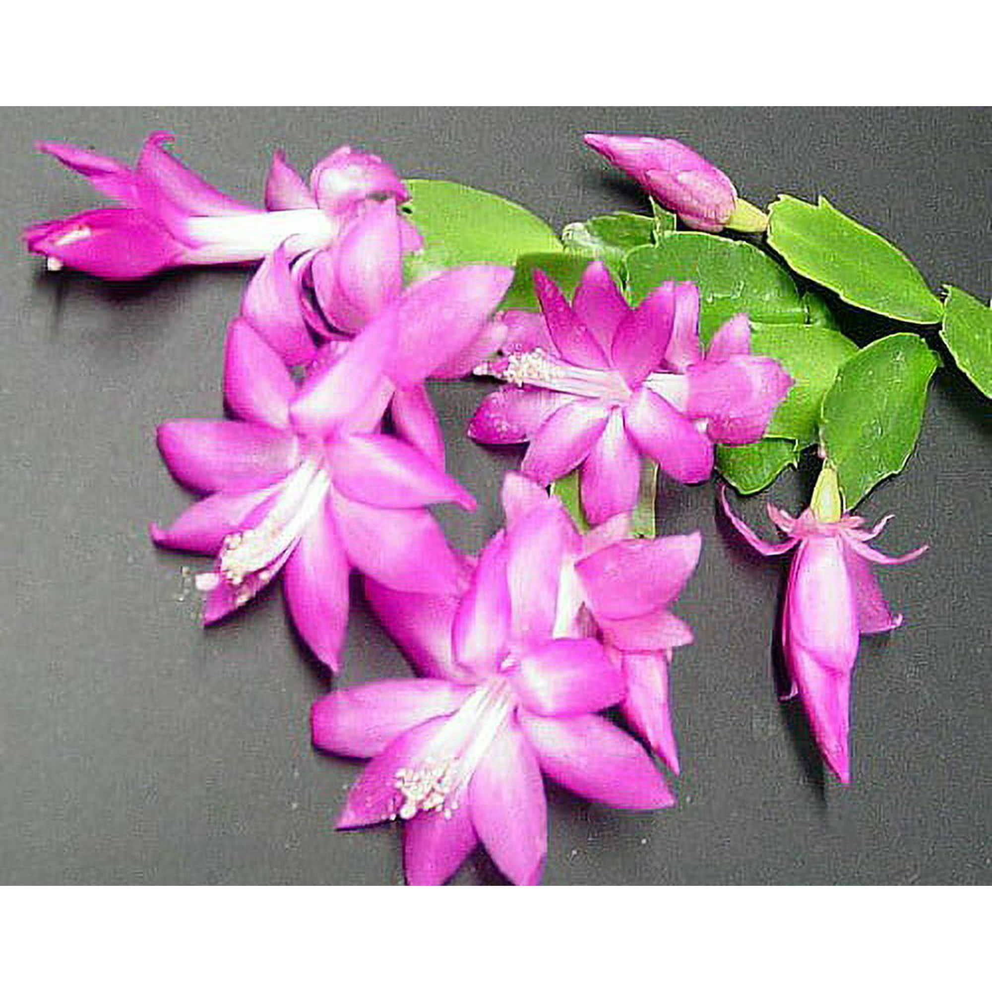 Zygo Cactus Christmas