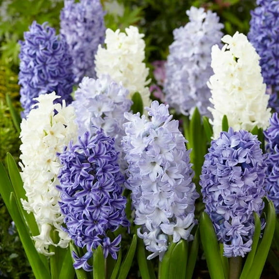 36 Muscari Deft Blue Moon Mixture Bulbs - Grape Hyacinth - Walmart.com