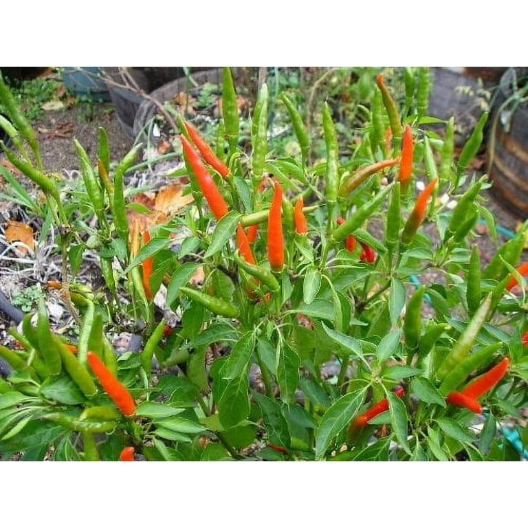 Thai Dragon Pepper Plant Hot