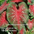 Garden State Bulb Fancy Red Flash Caladium Bulbs, Bare Roots (Bag of 10 ...