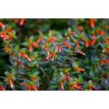 10 Red CIGAR PLANT Mexican Firecracker Cuphea Ignea Hummingbird Flower ...