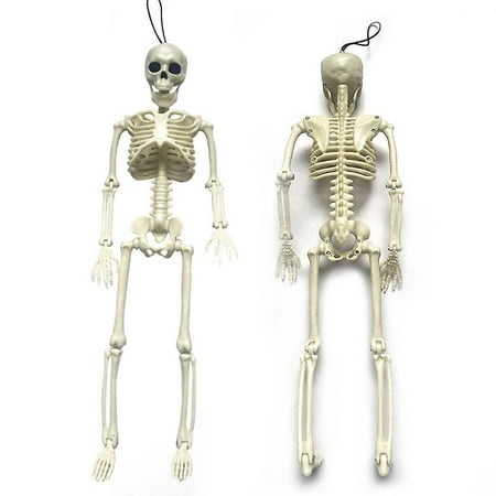 Flexible 40cm Tall Human Skeleton Model - Life Size Anatomical Medical ...