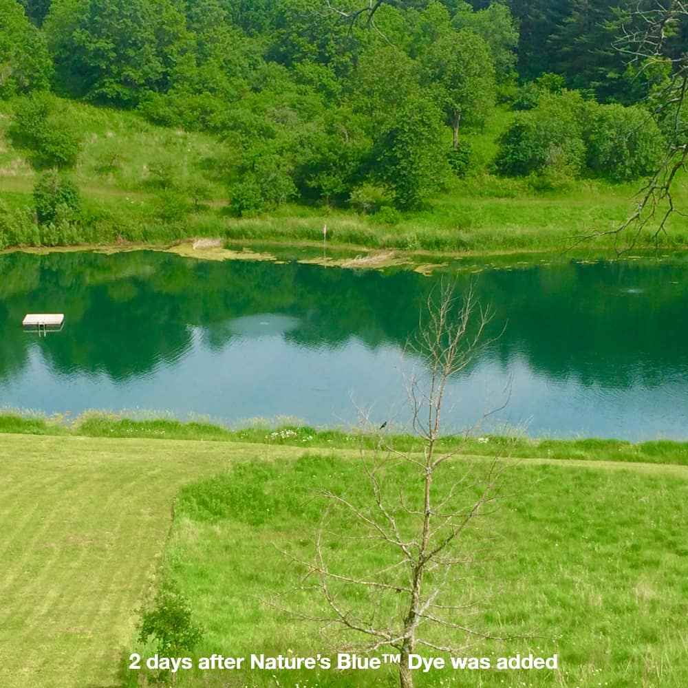 Is Blue Pond Dye Safe For Dogs