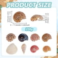 1 Box Spiral Shell Beads Undrilled/No Hole Beads Colorful 5~12x4~10x2~5 ...