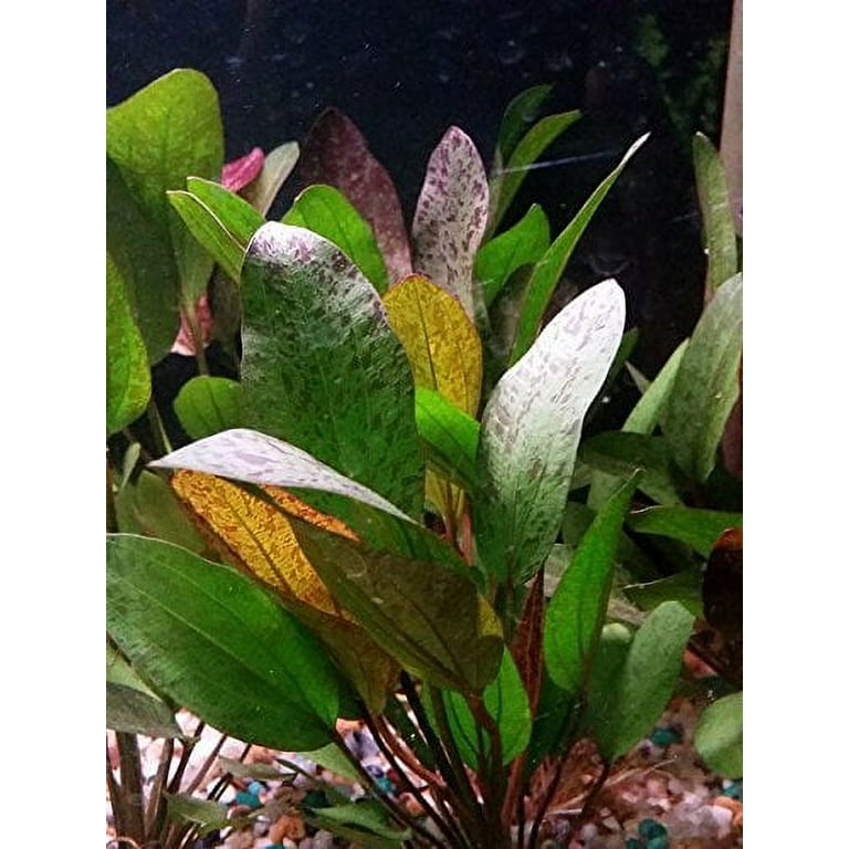 Red Flame Sword Aquarium Plant Plant Echinodorus Red Flame Sword