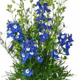 Better Homes & Gardens 2QT Blue Delphinium Blue Diamonds Live Perennial ...