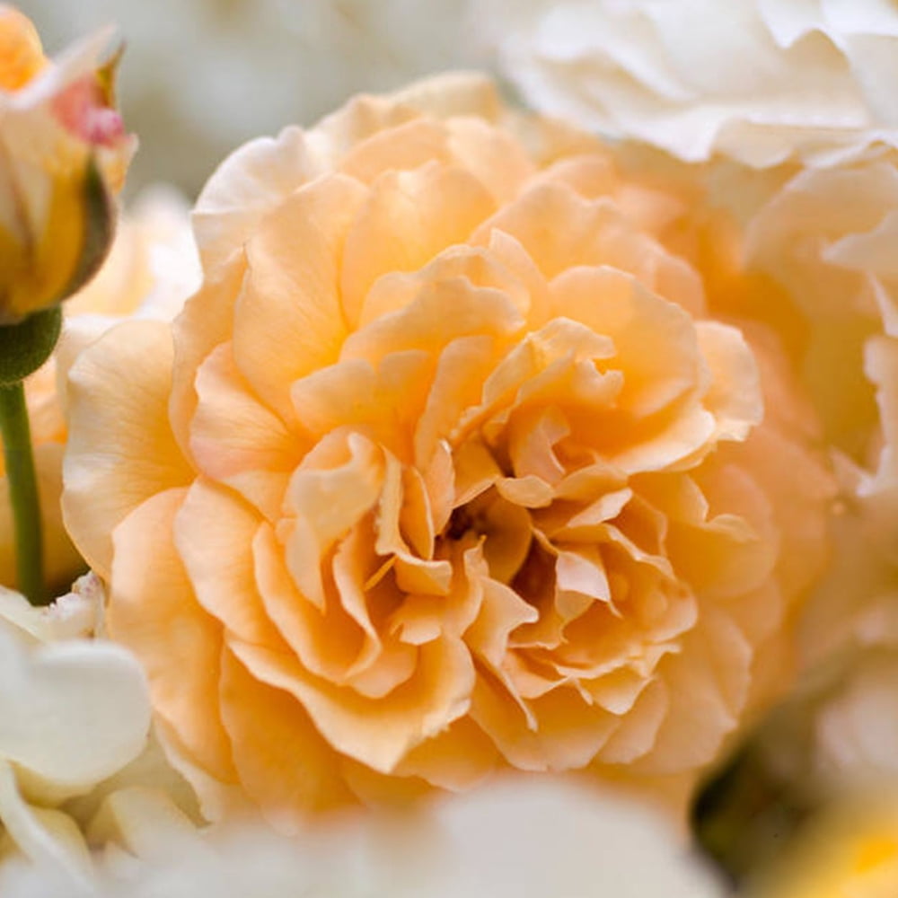 Heirloom Roses - Buff Beauty Hybrid Musk Rose Plant - Walmart.com