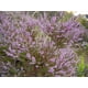 100 Scotch TRUE HEATHER Shrub Scot's Purple Pink Flower Calluna ...