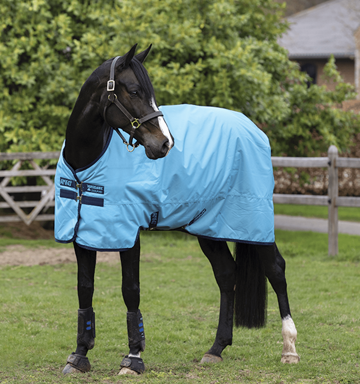 Blue Hero Horse