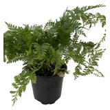 "Davallia White Rabbit's Foot Fern in 4"" Pot - Easy to Grow, Unique ...