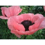 Seedville 100 Princess Victoria Louise Oriental Poppy Seeds, Papaver ...
