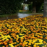 Expert Gardener (6 Pack) Marigolds Assorted Colors Live Plant Grower ...