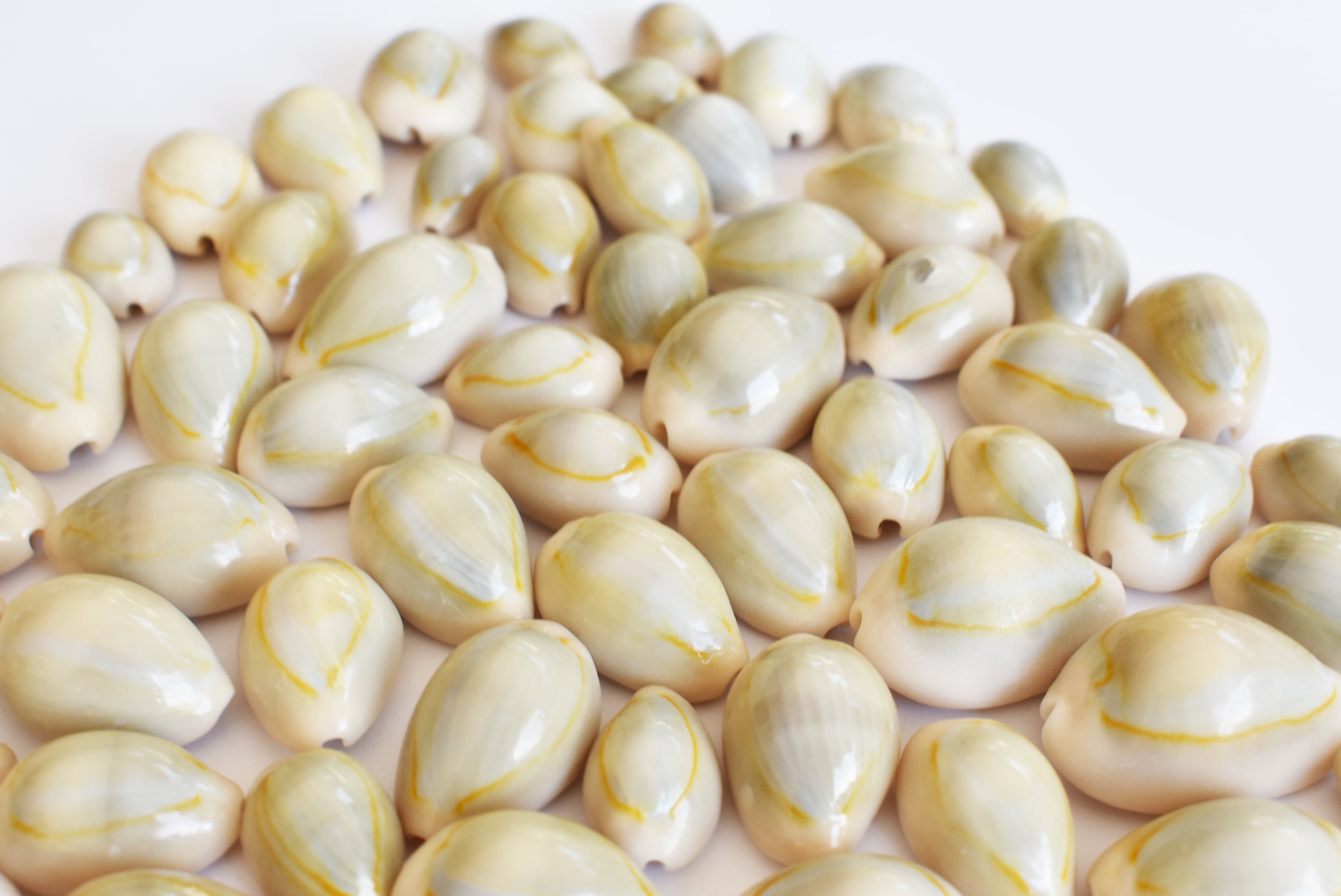 Bulk 1 Lb (250+) Select Ringtop Cowrie Shells Seashells 1/2-1 ...