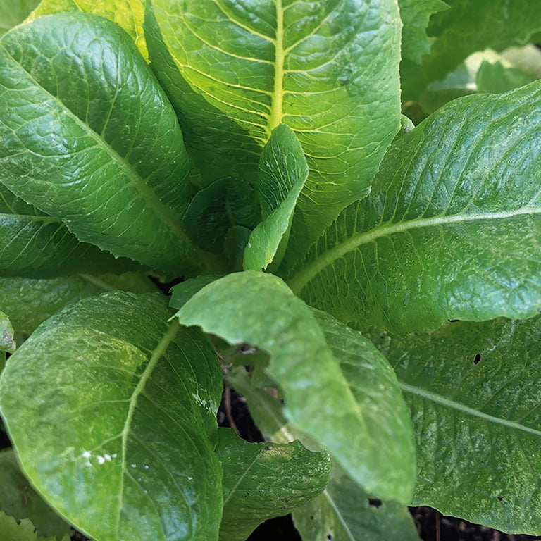 Lettuce Plant With Roots